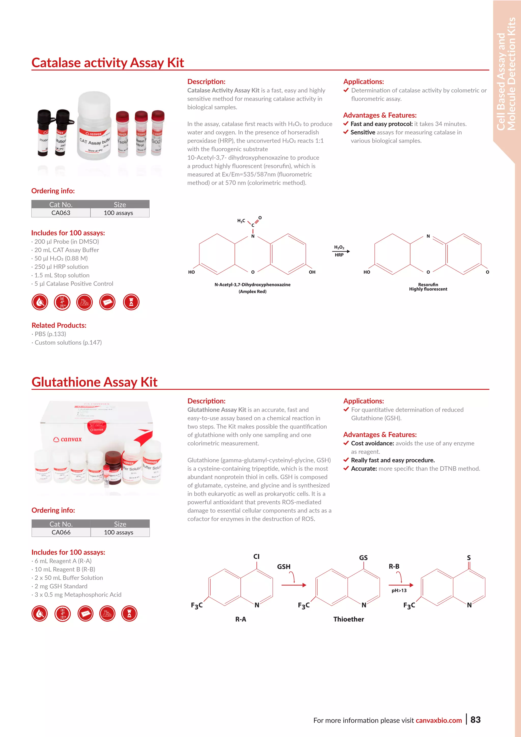 Cell based Assays | PDF