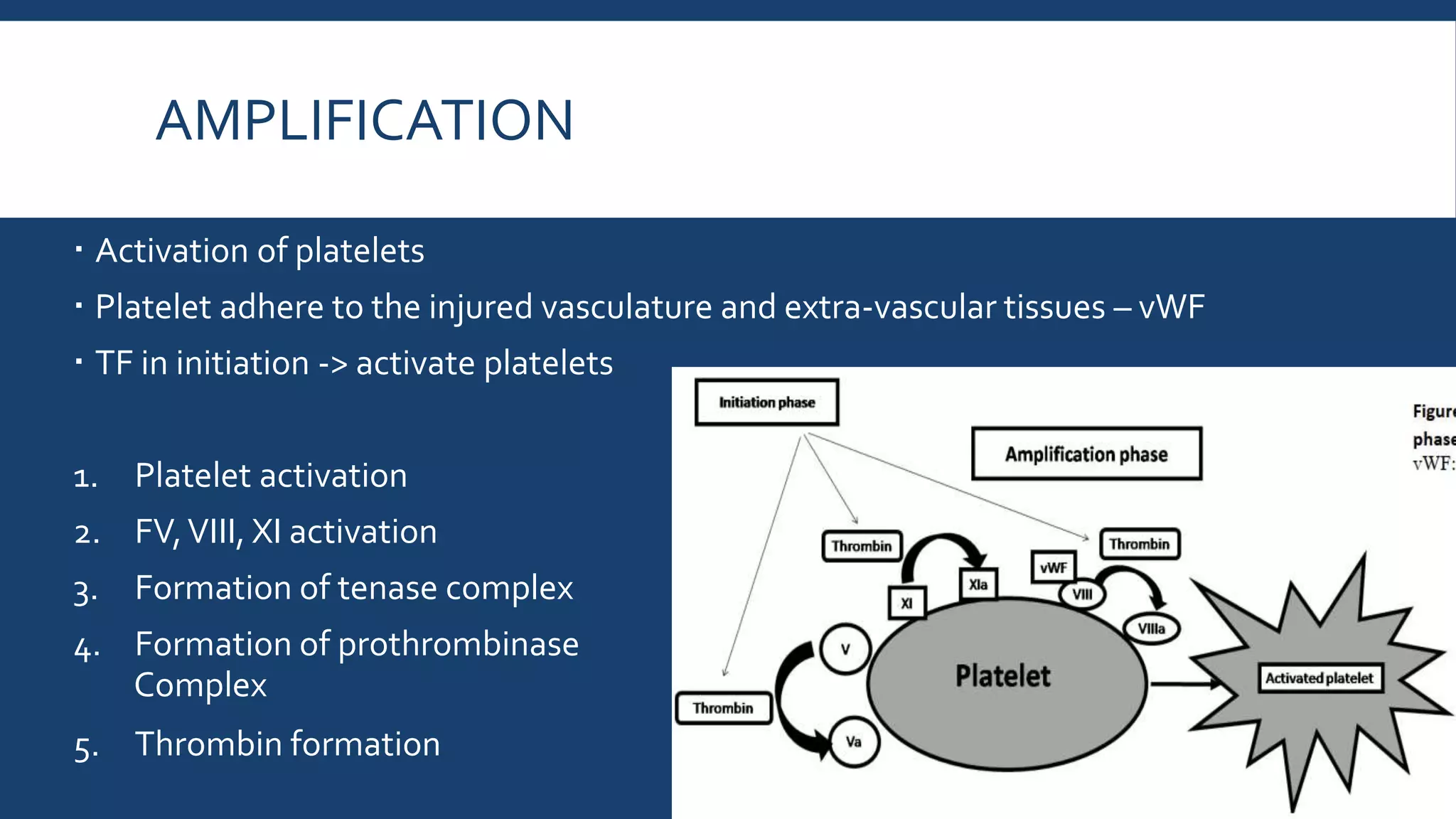 Cell based model of coagulation | PPTX
