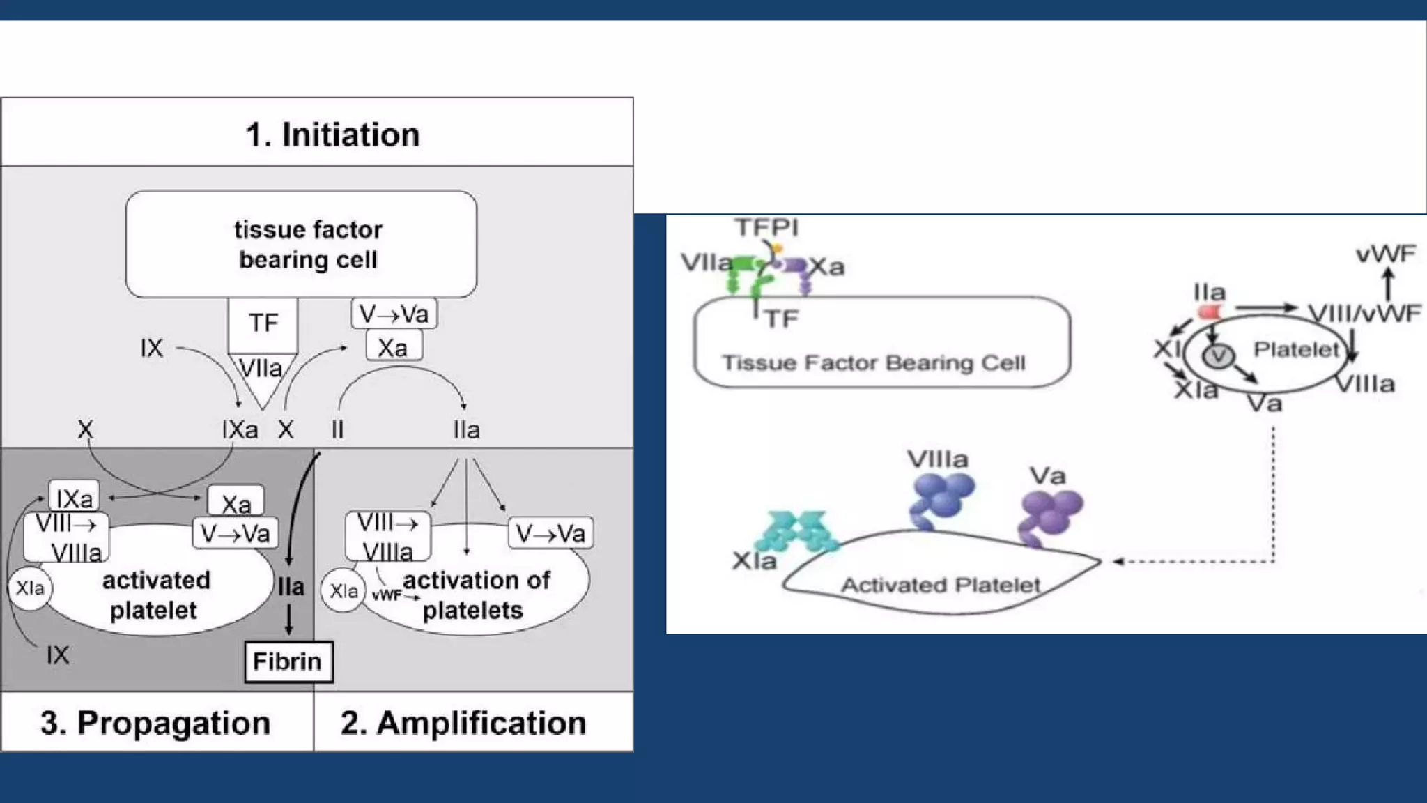 Cell based model of coagulation | PPTX