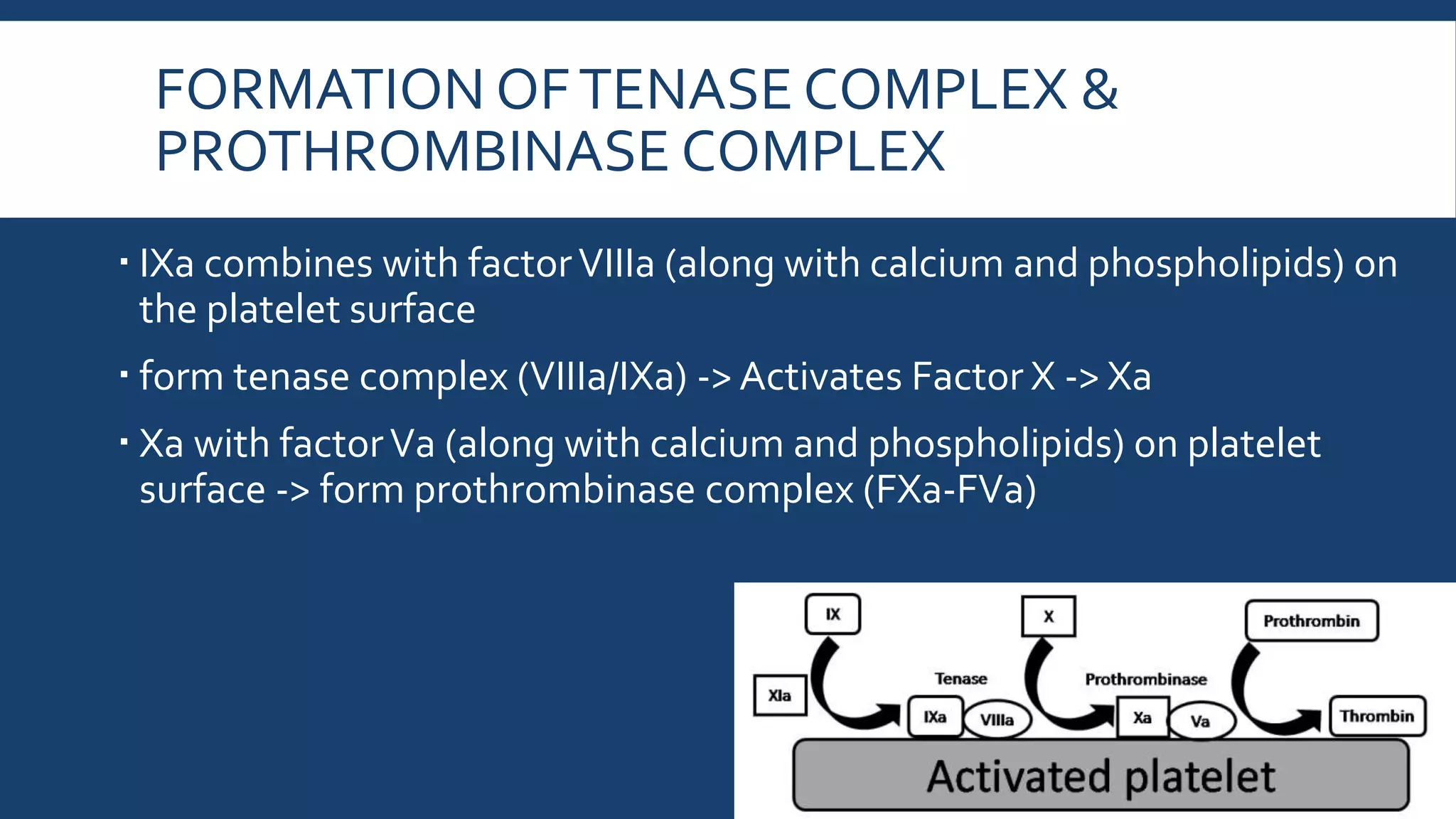 Cell based model of coagulation | PPTX