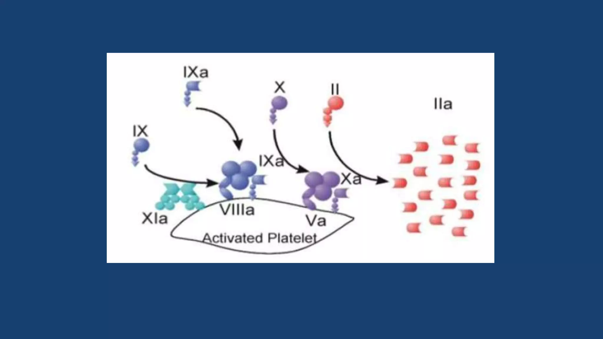 Cell based model of coagulation | PPTX