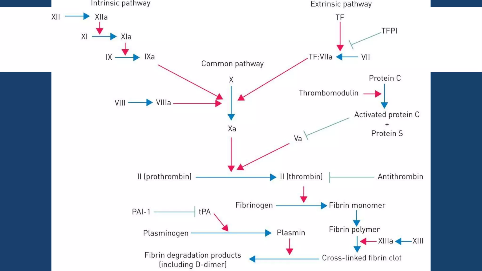 Cell based model of coagulation | PPTX