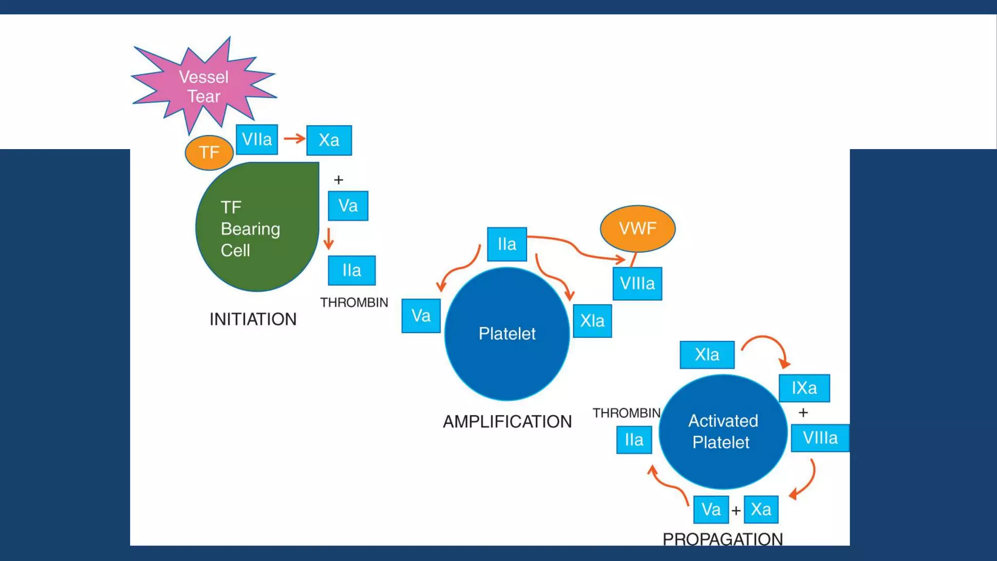 Cell based model of coagulation | PPTX