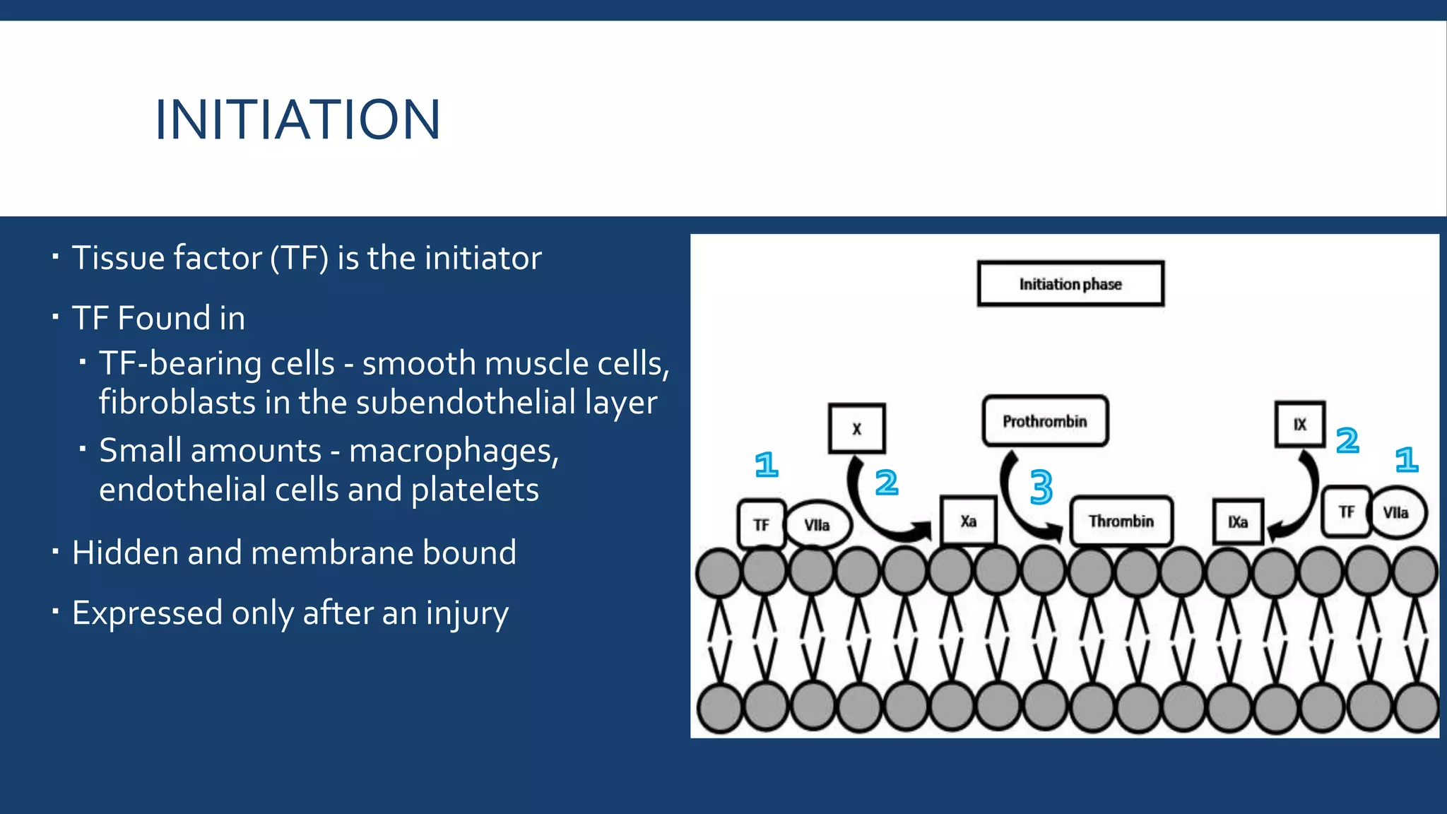 Cell based model of coagulation | PPTX