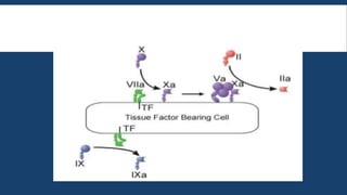 Cell based model of coagulation | PPTX