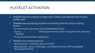 Cell based model of coagulation | PPTX