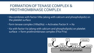 Cell based model of coagulation | PPTX