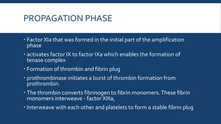 Cell based model of coagulation | PPTX