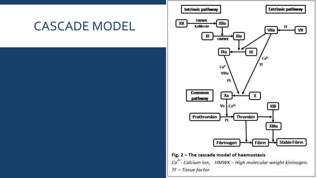 Cell based model of coagulation | PPTX | Blood Disorders | Diseases and ...