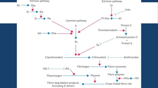 Cell based model of coagulation | PPTX