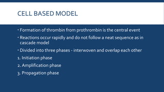 Cell based model of coagulation | PPTX