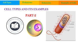 Cell basics | PPT