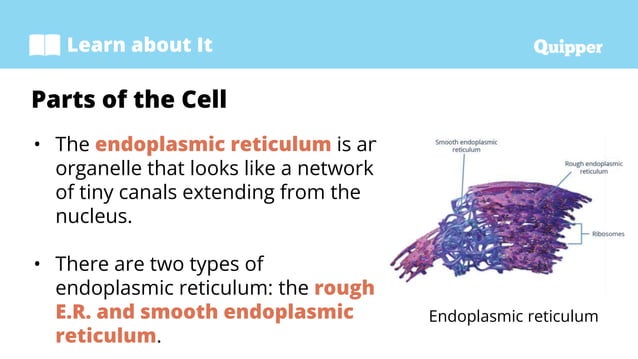 Cell Basic Structural and Functional Unit of Life.pptx