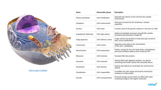 Cell, basic structure of all living creatures.pptx