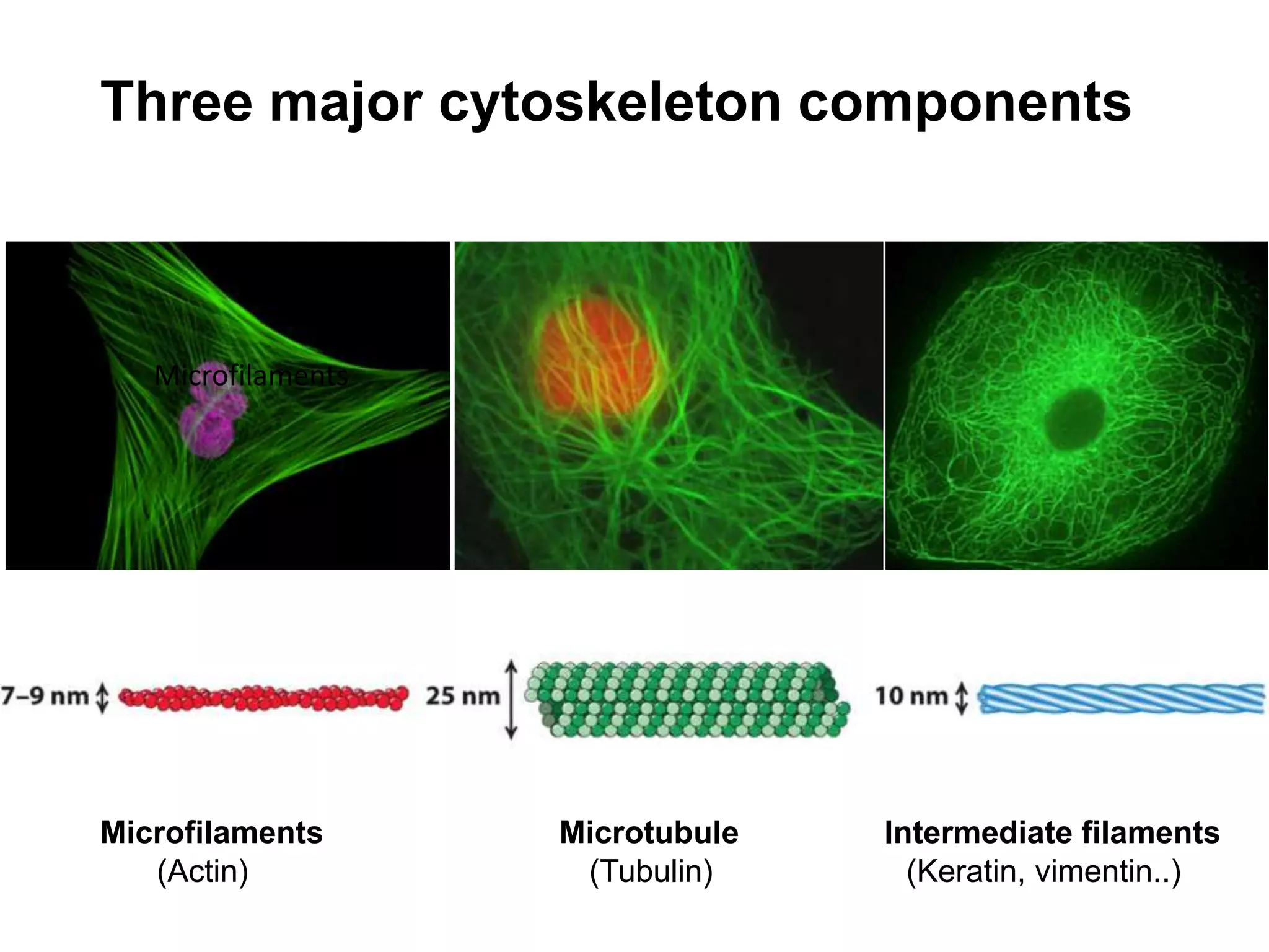 Cell bio7 | PPTX