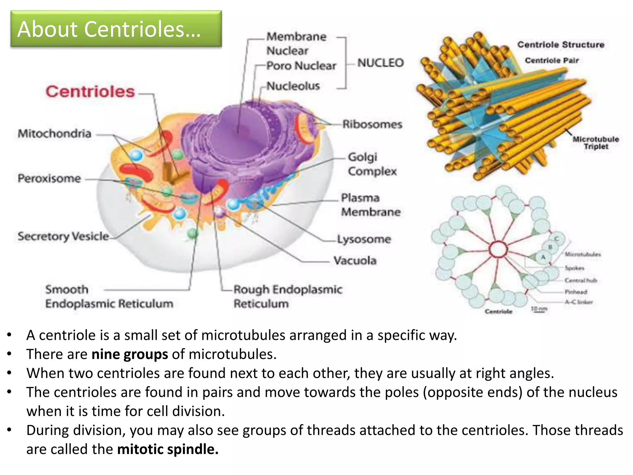 Cell Biology Ppt || Centrioles and Centrosome | PPTX