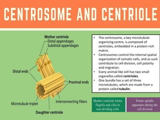 Cell Biology Ppt || Centrioles and Centrosome | PPTX