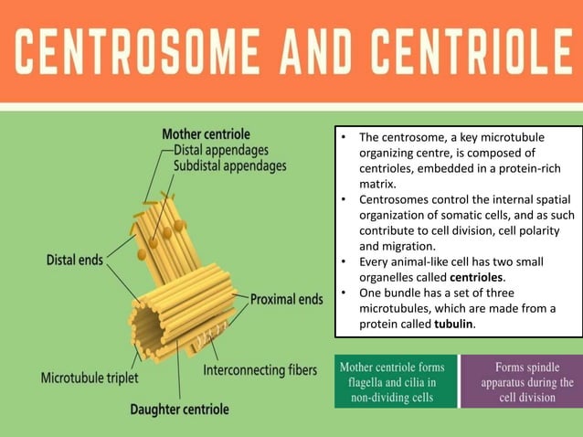 Cell Biology Ppt || Centrioles and Centrosome | PPTX