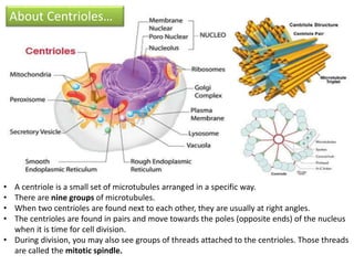 Centrioles Diagram