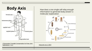 anteroposterior axis development drosophila | PPTX