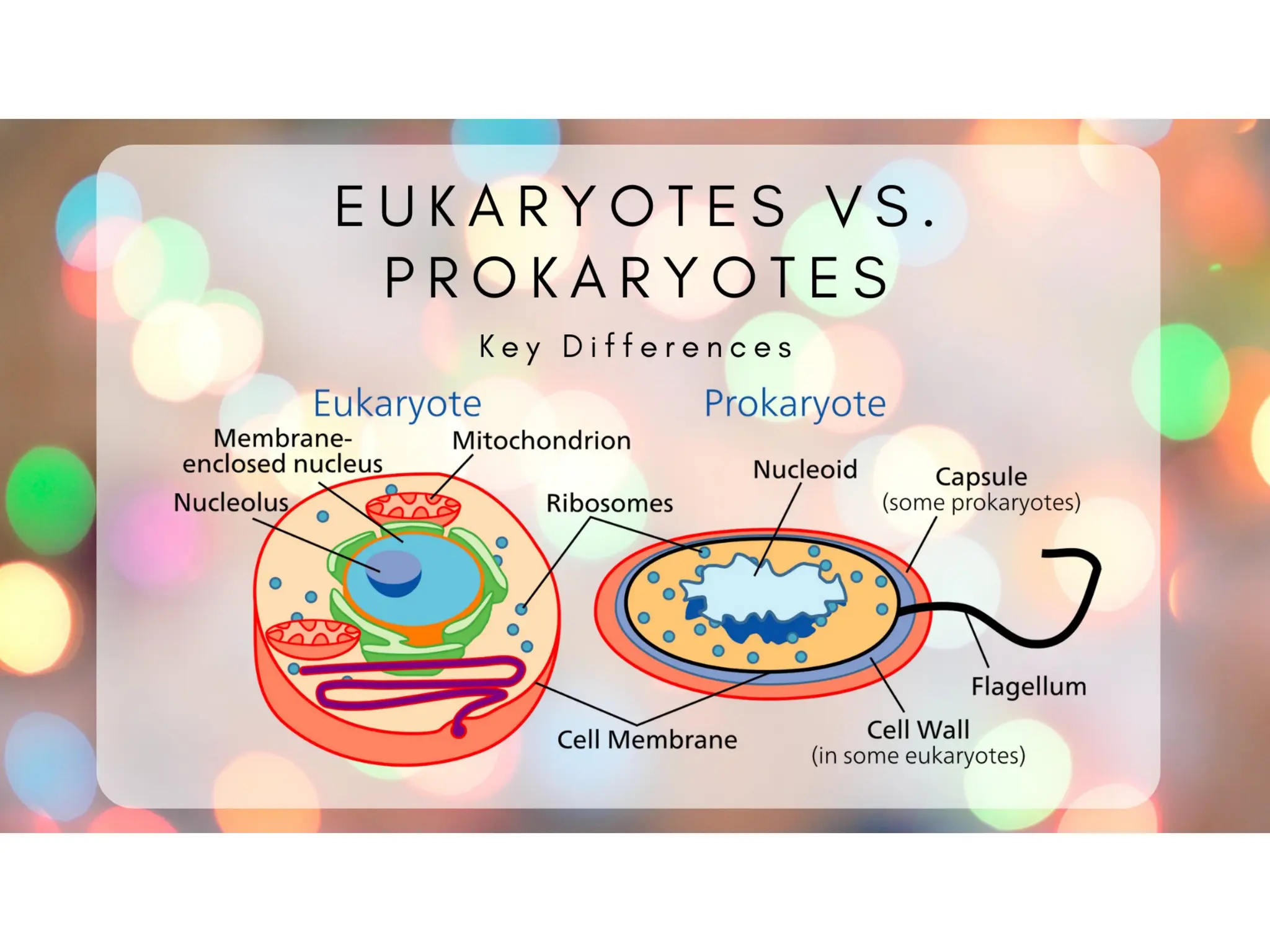 CELL Biochemistry.ppt cell structure & function | PPT