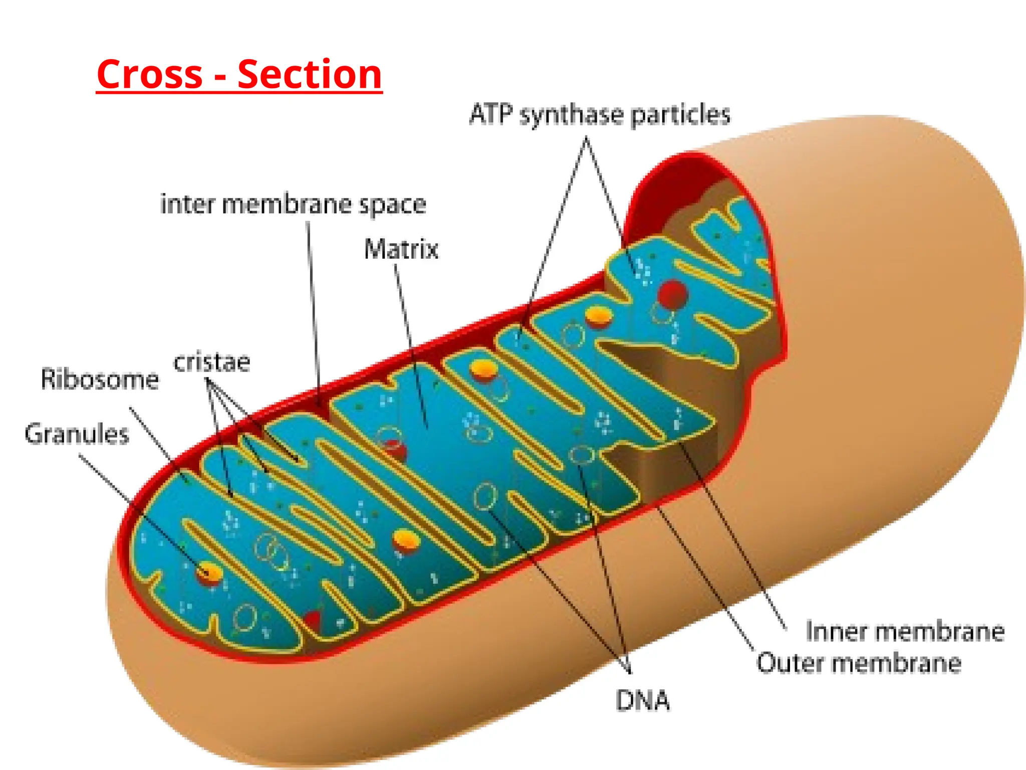 Cell Biochemistry Ppt Cell Structure And Function Ppt Biological