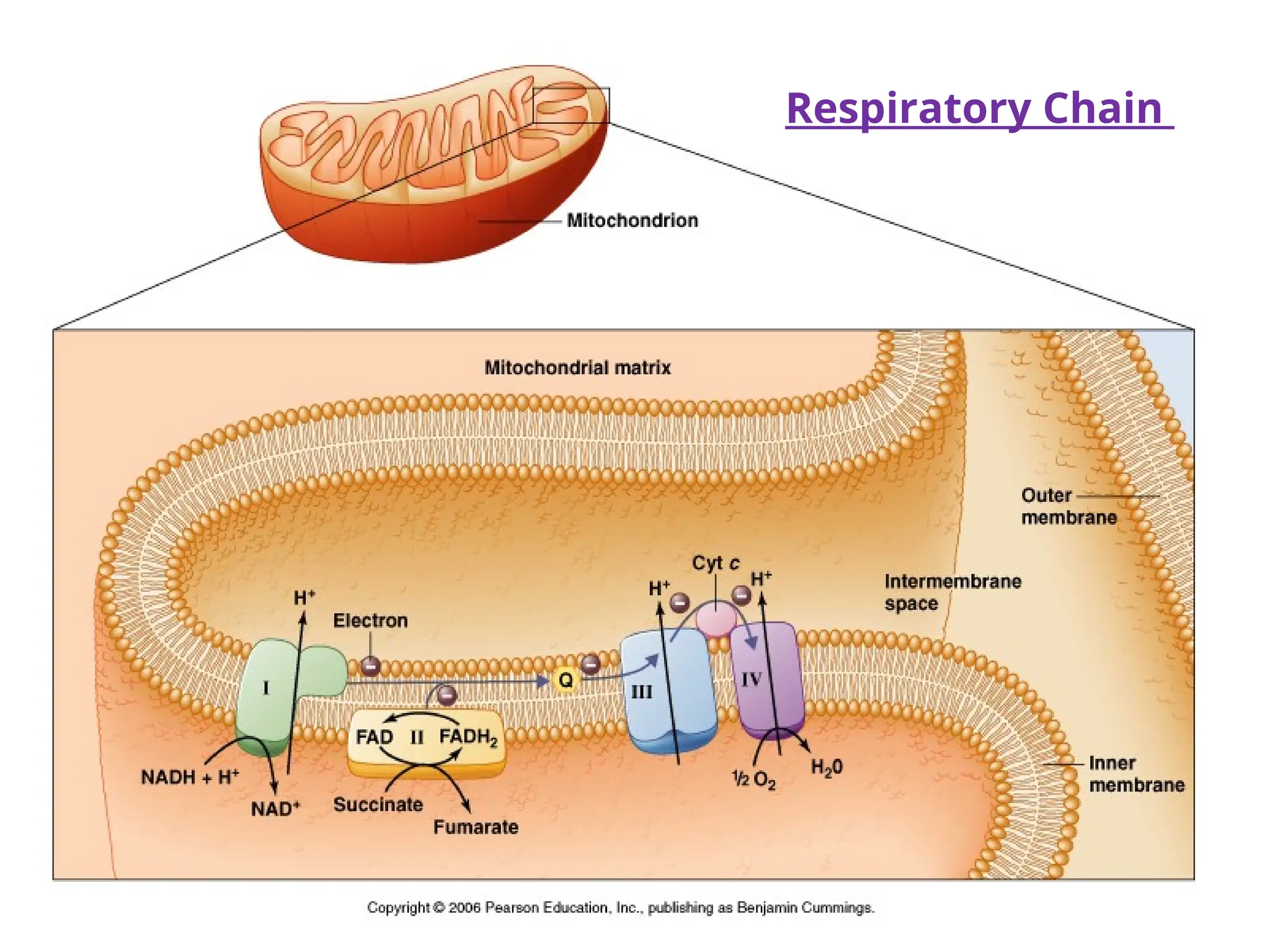 Cell Biochemistry Ppt Cell Structure And Function Ppt Biological