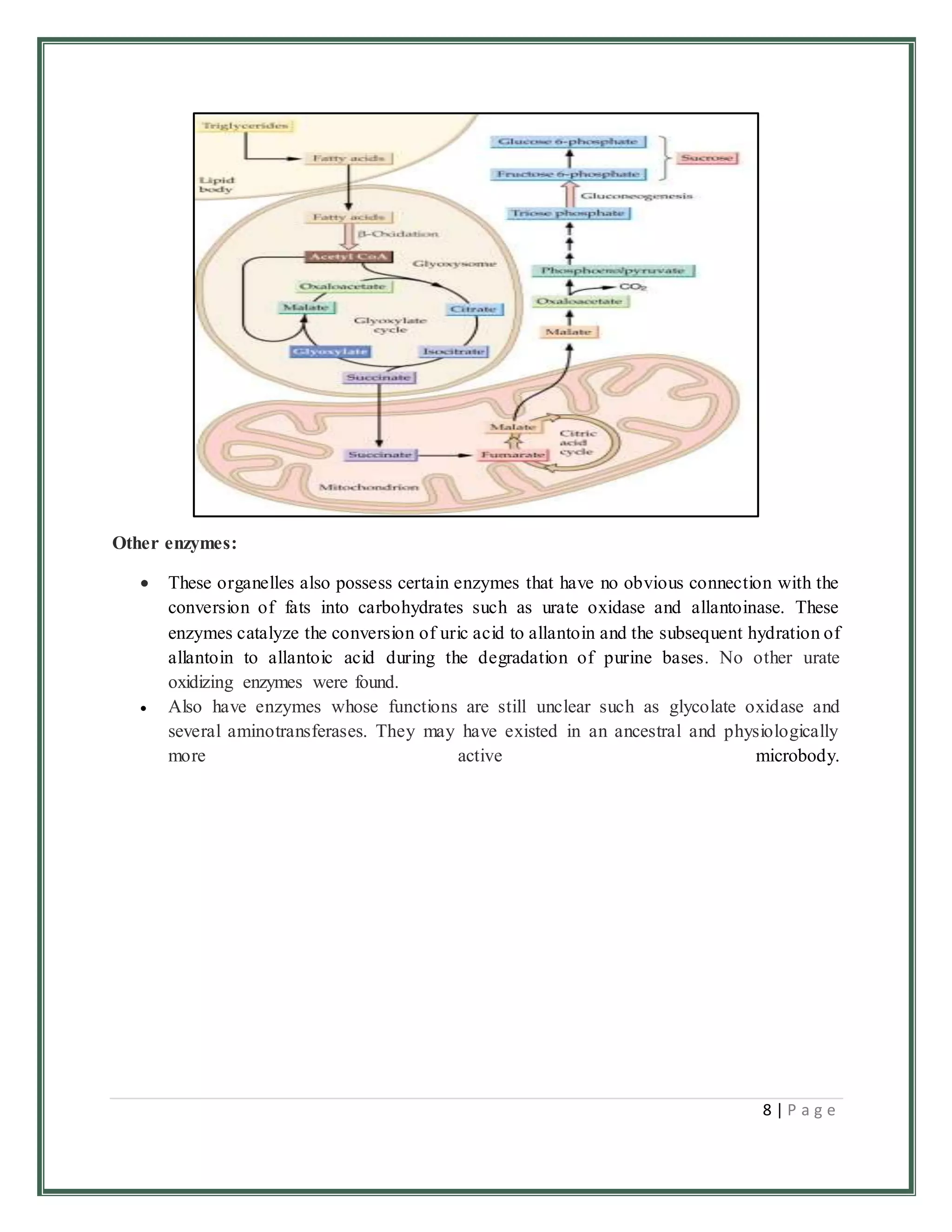 MICROBODIES | DOCX