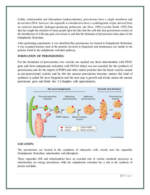 MICROBODIES | DOCX | Biological Sciences | Science