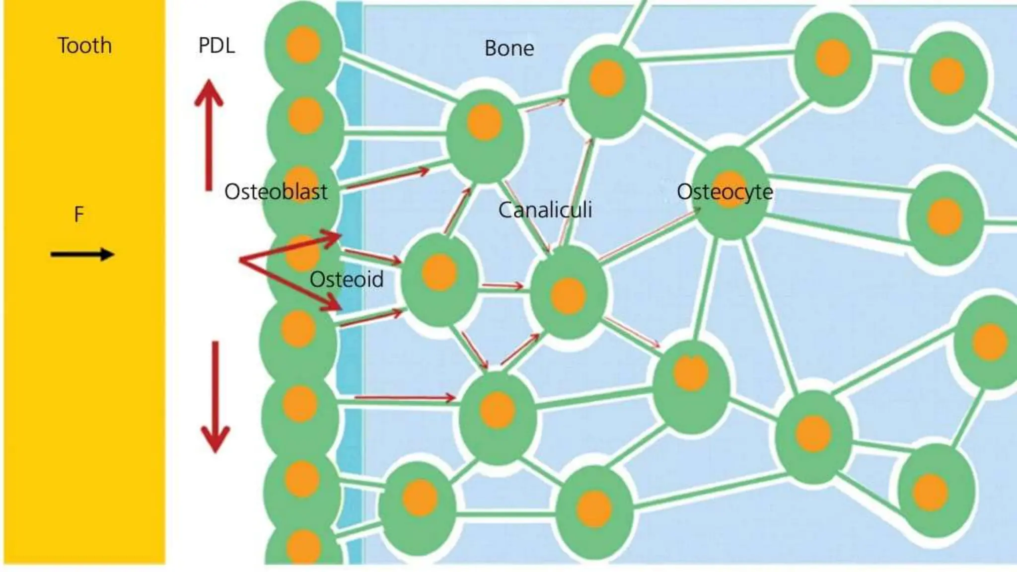 Cell biological process during real tooth movement.pptx