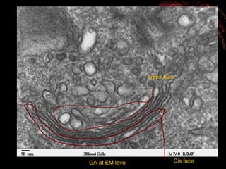 Cell Biology | PPS | Biological Sciences | Science