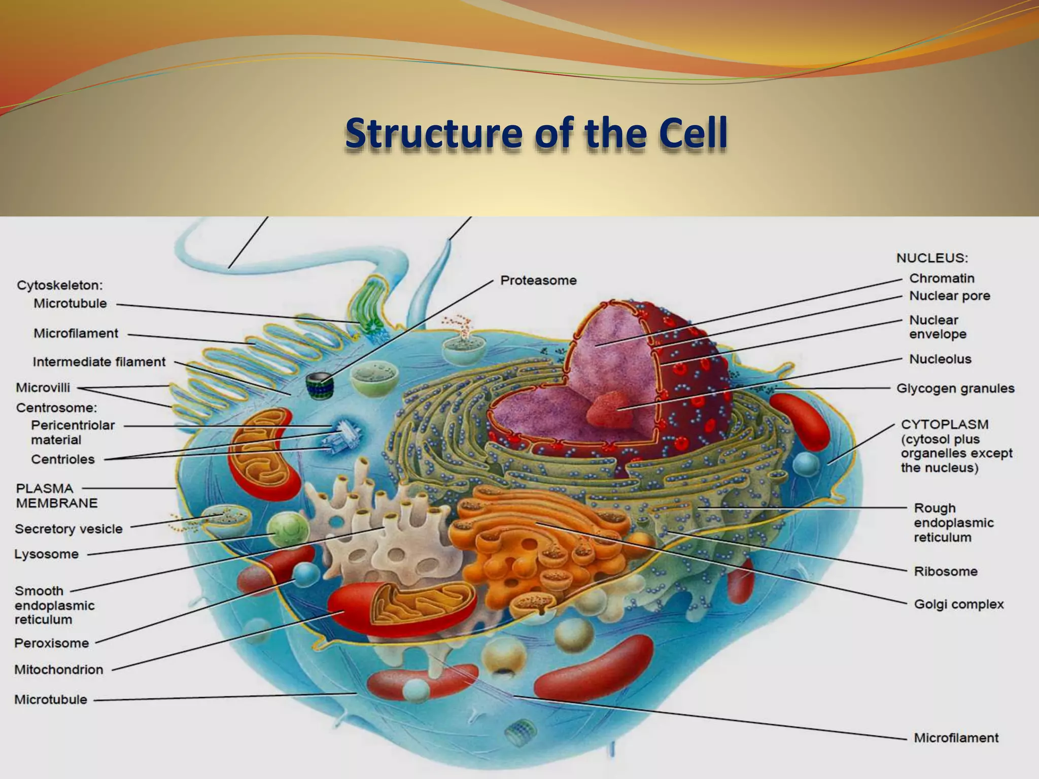 CELL BIOLOGY | PPTX