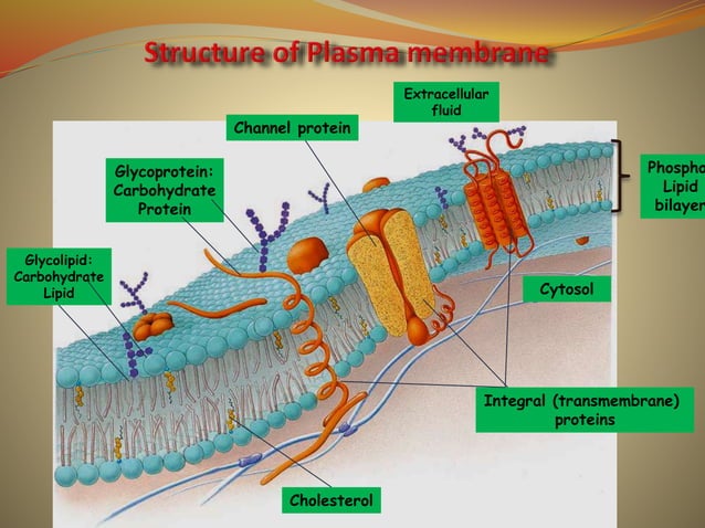 CELL BIOLOGY | PPTX