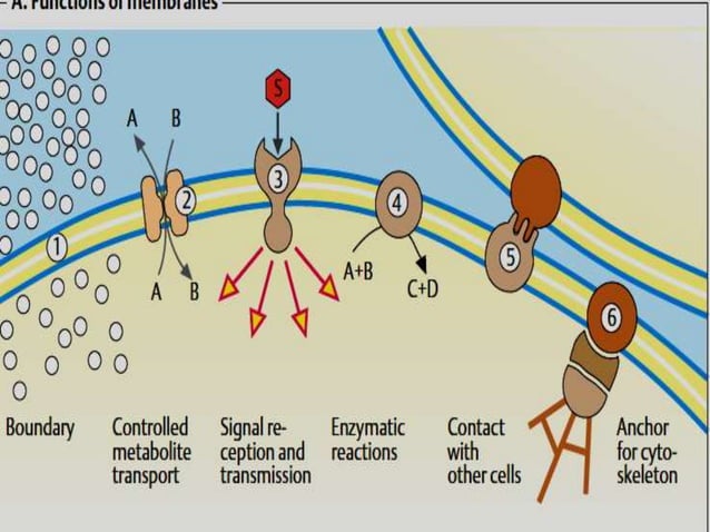 CELL BIOLOGY | PPTX