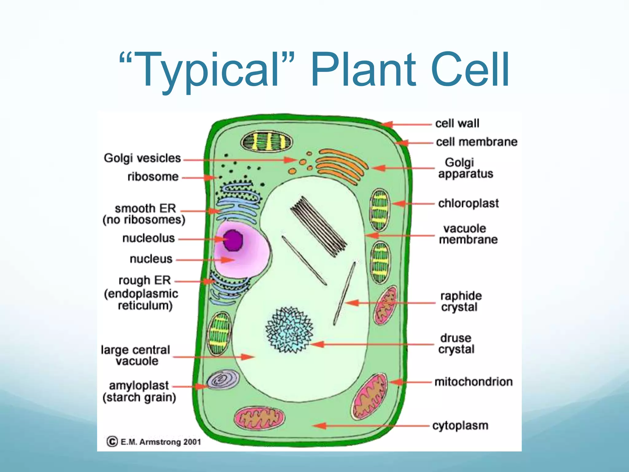 Cell biology | PPTX