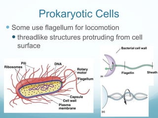 Cell biology | PPTX
