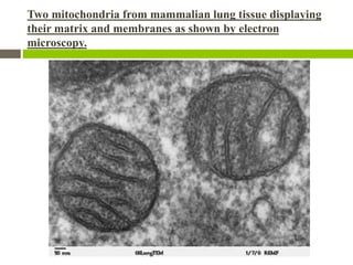 Mitochondria | PPTX