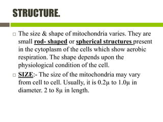Mitochondria | PPTX