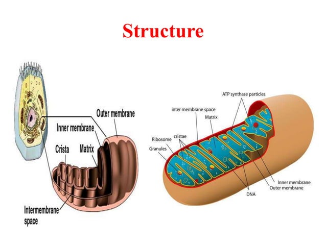 Cell biology | PPTX
