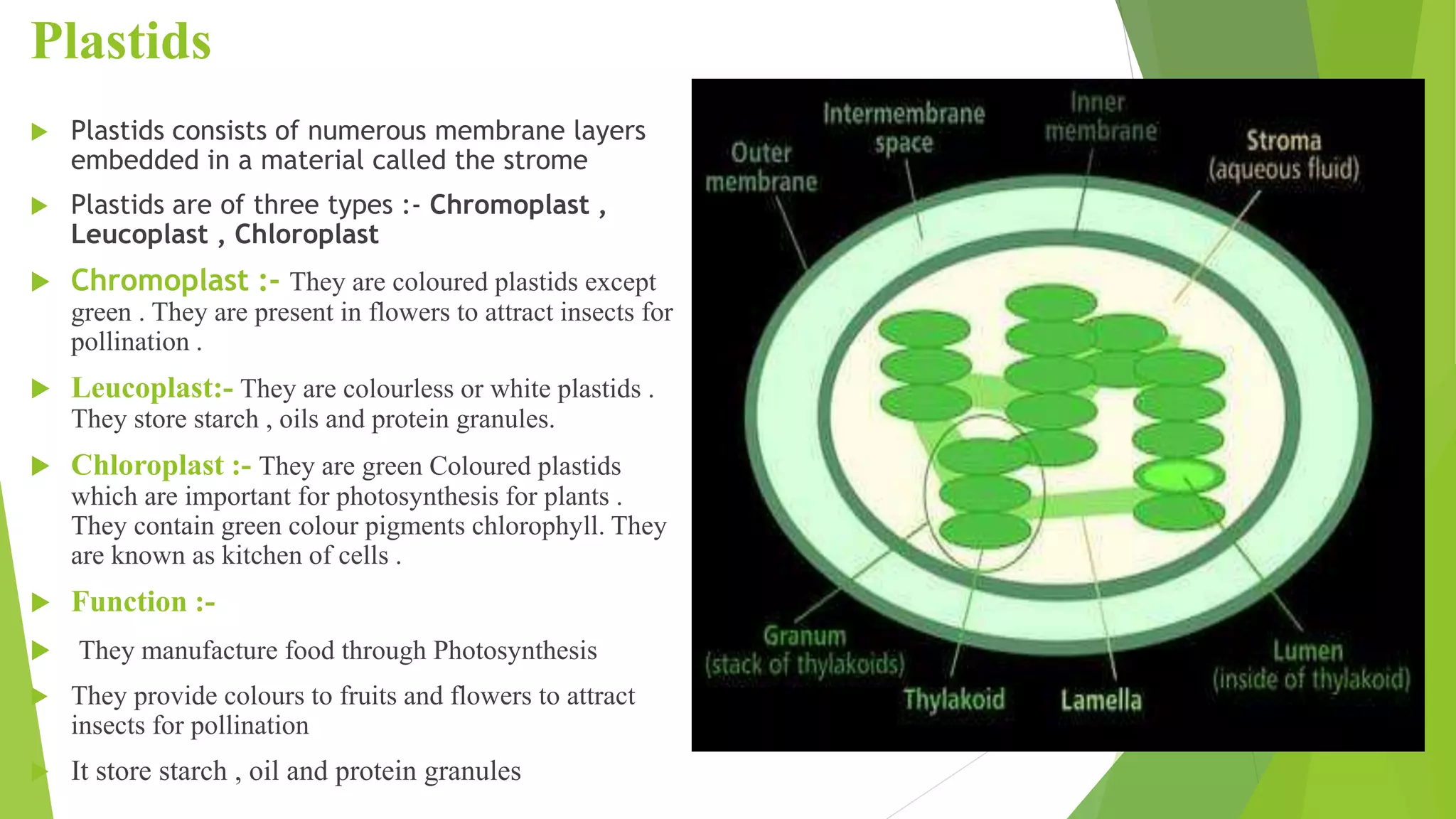 Cell biology | PPTX
