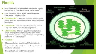 Cell biology | PPTX