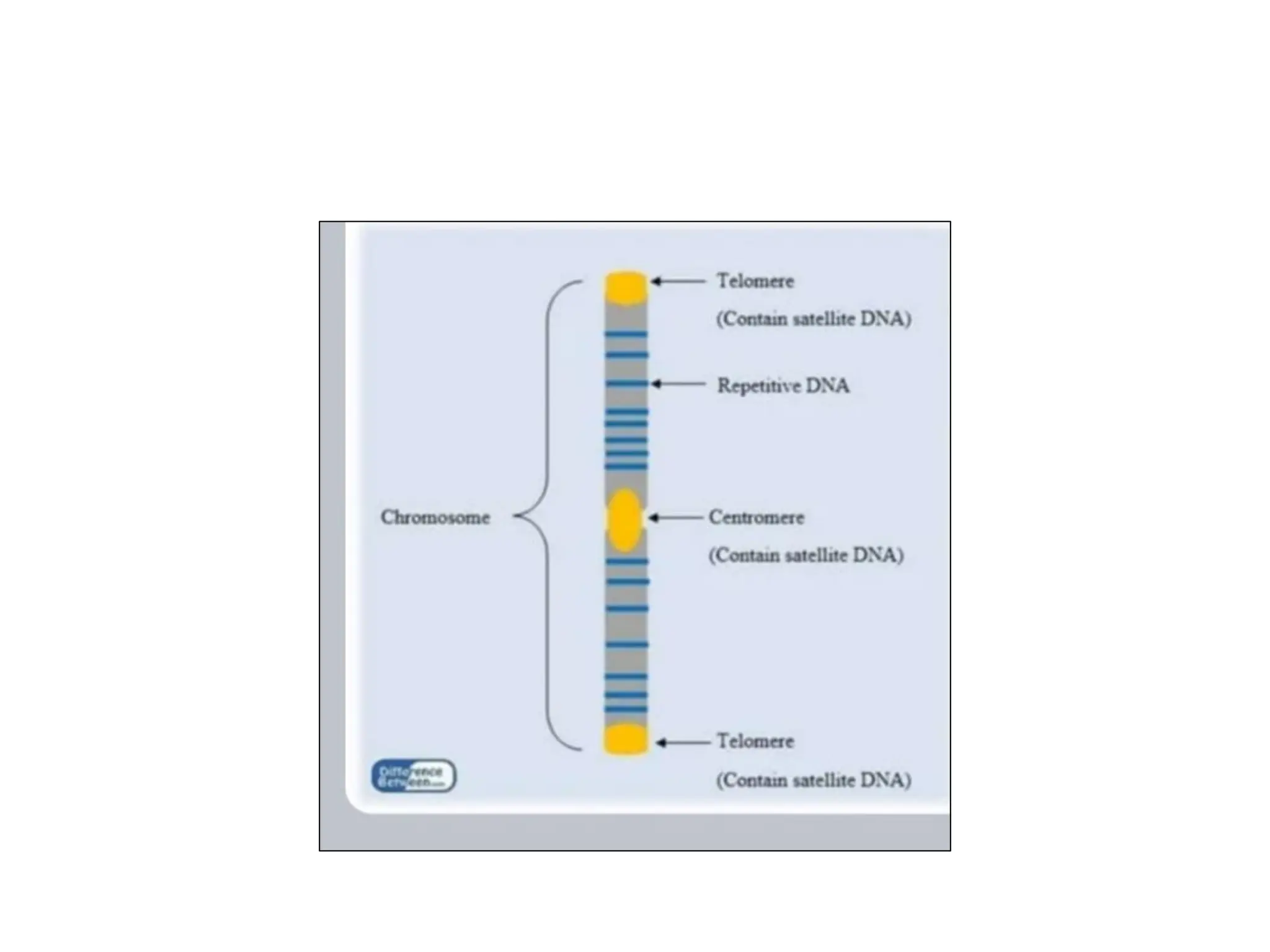 Cot curve, melting temperature, unique and repetitive DNA | PDF