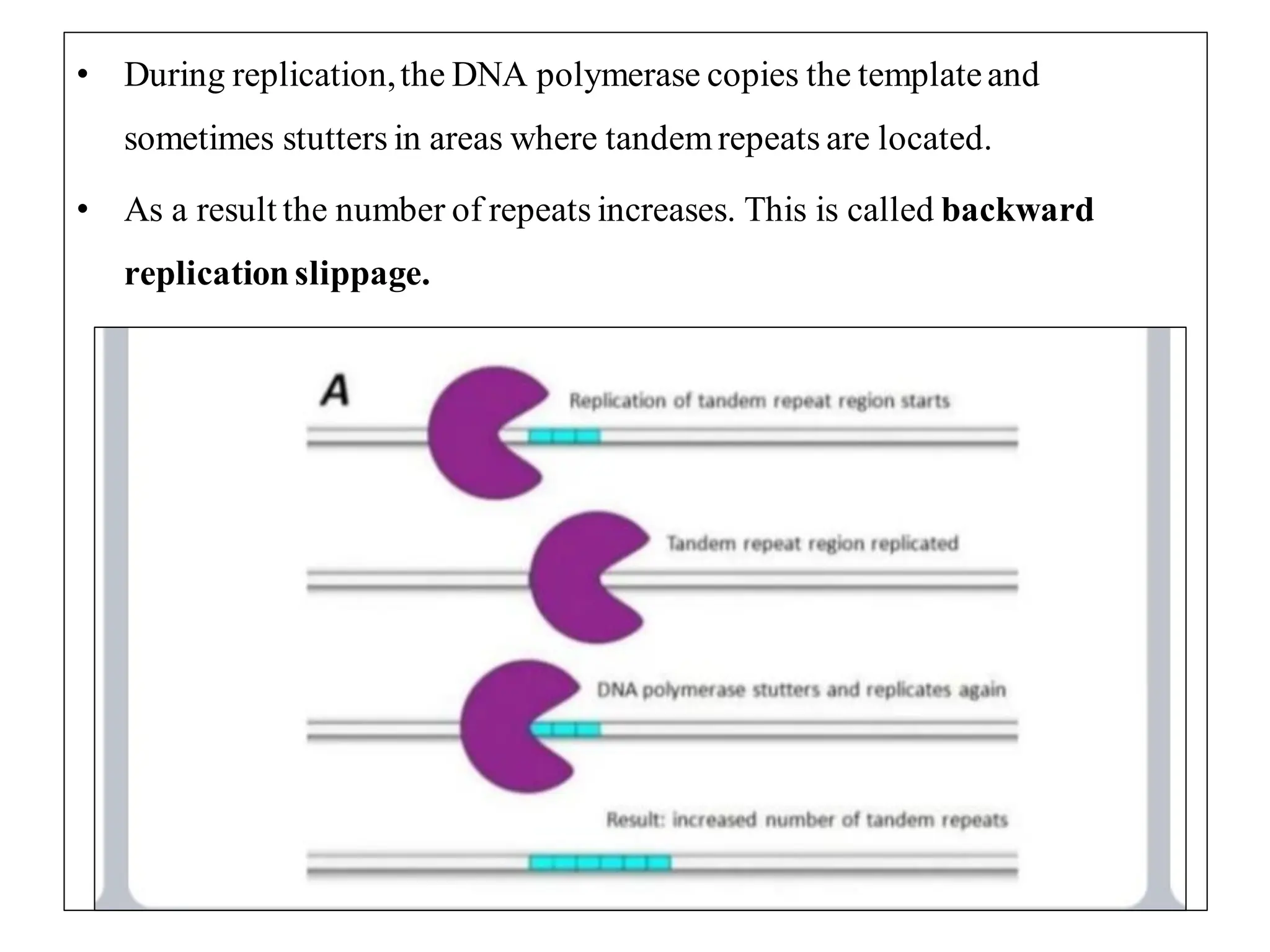 Cot curve, melting temperature, unique and repetitive DNA | PDF