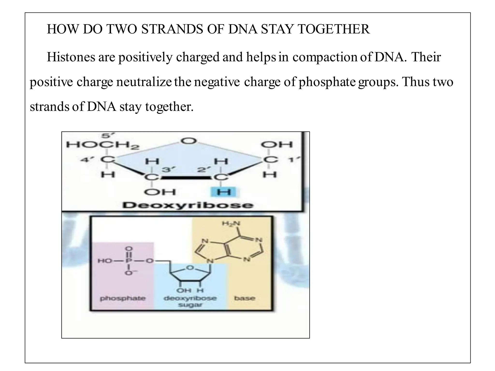 Cot curve, melting temperature, unique and repetitive DNA | PDF