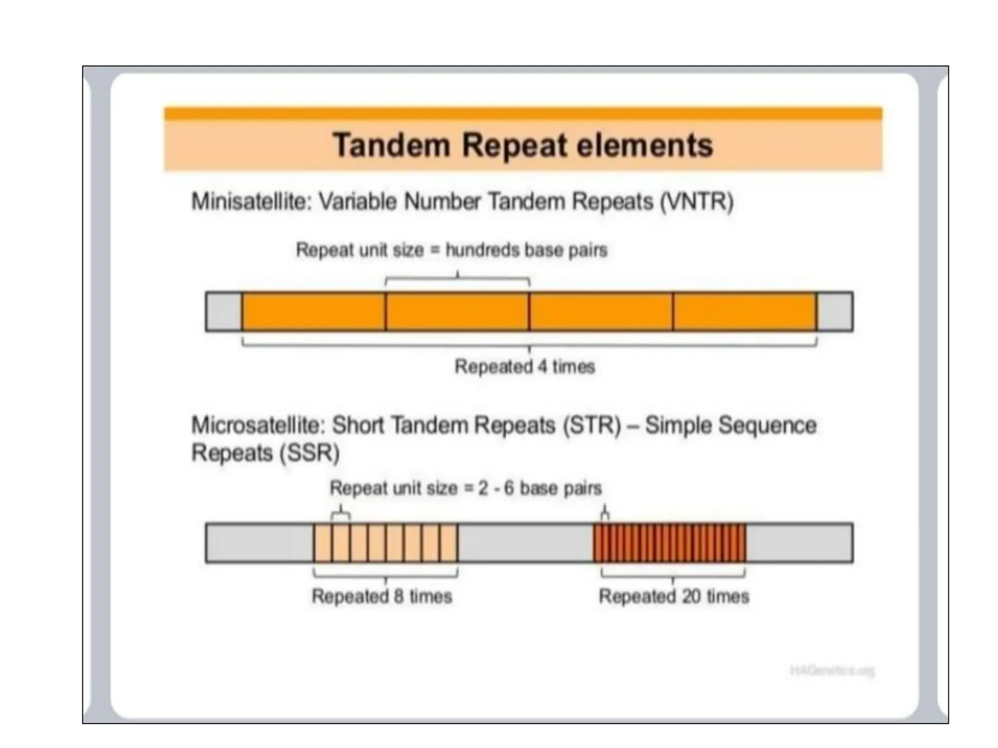 Cot curve, melting temperature, unique and repetitive DNA | PDF