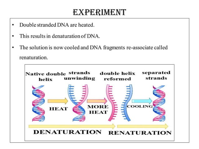 Cot curve, melting temperature, unique and repetitive DNA | PDF ...