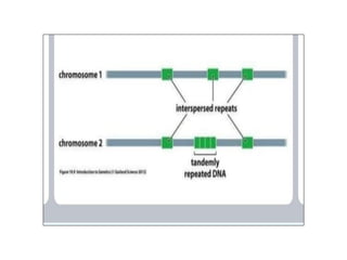 Cot curve, melting temperature, unique and repetitive DNA | PDF