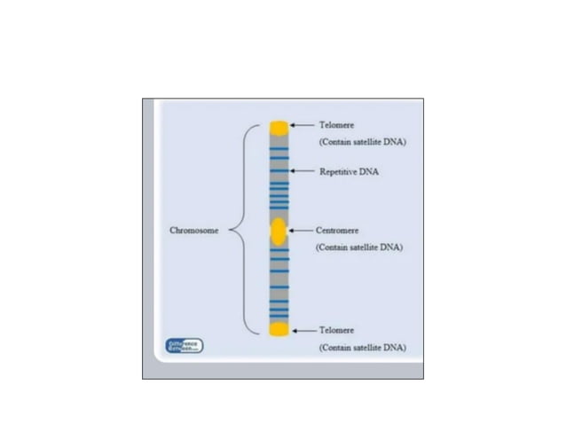 Cot curve, melting temperature, unique and repetitive DNA | PDF ...