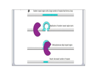 Cot curve, melting temperature, unique and repetitive DNA | PDF