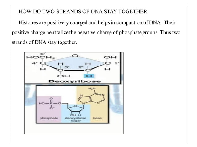 Cot curve, melting temperature, unique and repetitive DNA | PDF ...